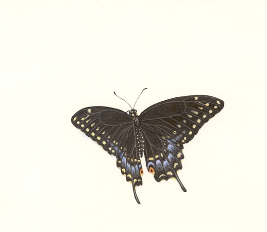 Nancy Halliday, Spring 2015 – Nature Artists' Guild