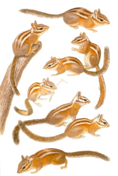 Nancy Halliday, Spring 2015 – Nature Artists' Guild