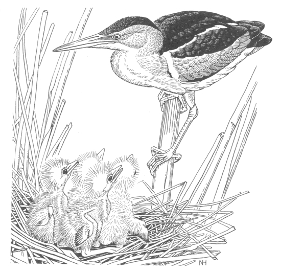 Nancy Halliday, Spring 2015 – Nature Artists' Guild