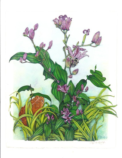 Susan Bartlett, Spring 2018 – Nature Artists' Guild