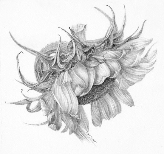 Nature in Graphite with Suzanne Wegener begins July 10, 2019 – Nature ...