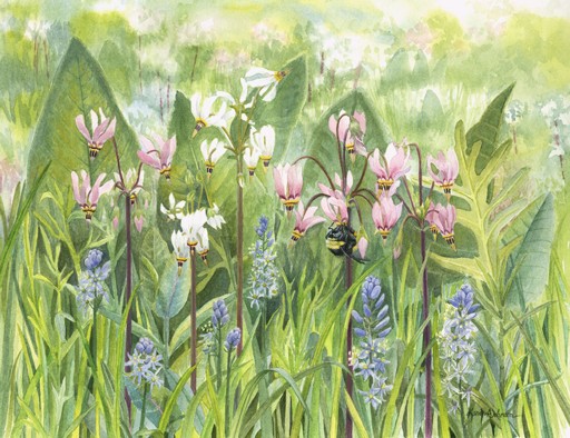 Springtime at The Morton Arboretum – Nature Artists' Guild