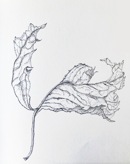 Nature in Ink – Nature Artists' Guild
