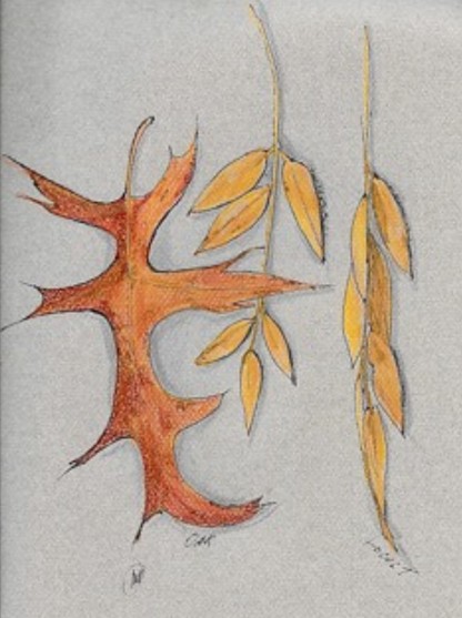 Oak and Locust leaves, copyright Marlene Vitek – Nature Artists' Guild