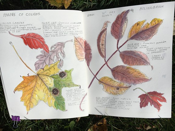 More Ink and Even Some Color – Nature Artists' Guild